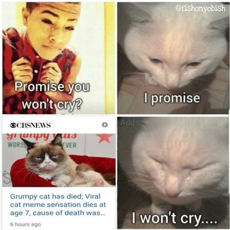 Grumpy Cat Has Died Viral Cat Meme Sensation Dies At Age 7 Cause Of