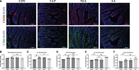 Fluorescence Polarization