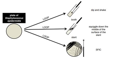 Lab 2 Aseptic Technique Artofit