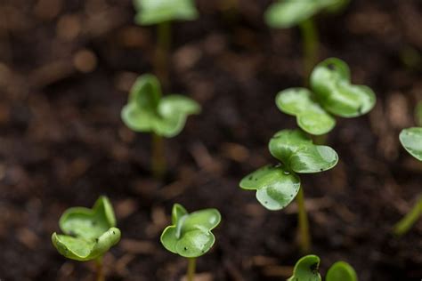 Everything You Need To Know About Seed Starting In Alberta Blue Grass