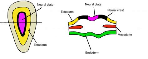Brain Structure Differentiation Introduction To Neuroscience