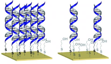 Schematic Representation Of Self Assembled Dna Monolayers On The Gold Download Scientific