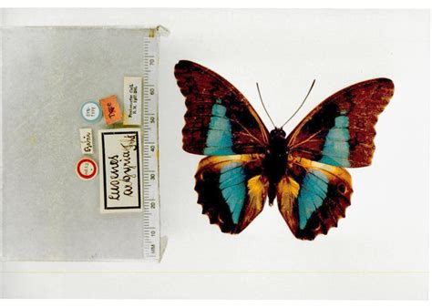 Prepona Pylene Bahiana Type Specimens