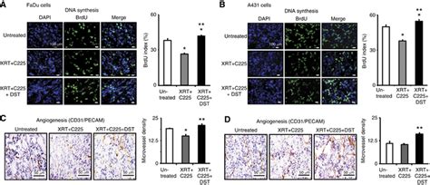 Dasatinib Dst Increases Dna Synthesis And Tumour Associated