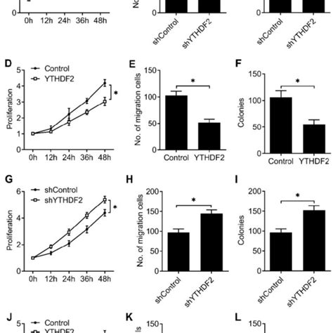 Ythdf2 Inhibited The Activity Of Endometrial Cell Rl95 2 And Normal