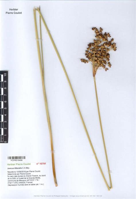Juncus Littoralis C A Mey Société Botanique Doccitanie