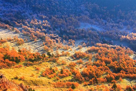 黒斑山から望む朝の紅葉のカラマツ林の写真素材 FYI01514526 ストックフォトの Qlean Marketキュリンマーケット