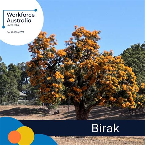 Workforce Australia Local Jobs South West Wa On Linkedin Birak Is