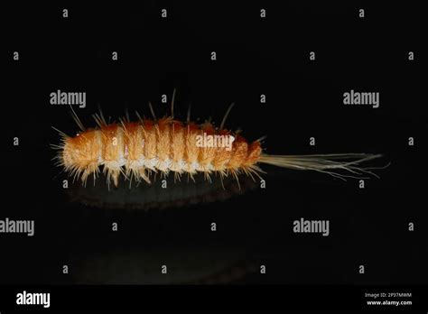 Larva Larvae Of Carpet Beetle Anthrenus Trogoderma Attagenus