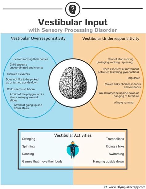 Pin On Vestibular System