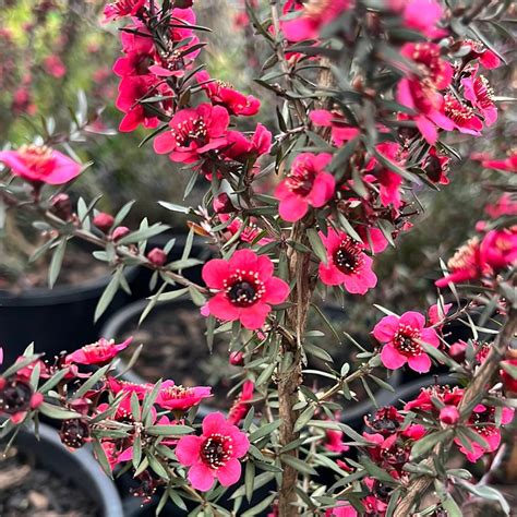 Leptospermum Nanum Rubrum Plant Buy Now Ladybird Nursery