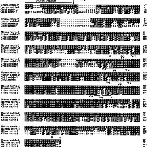 Murine Netrin 3 Protein Binds To The Netrin Receptors Dcc A