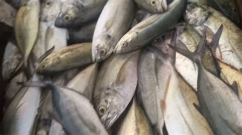nunca vi tantos peixes juntos inacreditável isca jing Max jigs YouTube