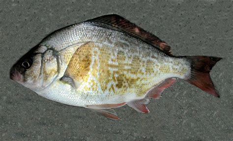 Redtail Surfperch Mexican