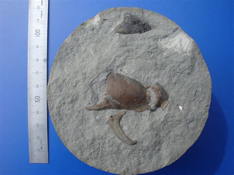 Crab Member Collections The Fossil Forum