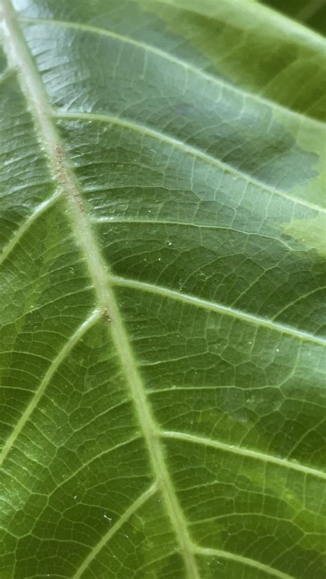 Tiny Crawling Bugs On Ficus Id And Advice Please Rplantclinic