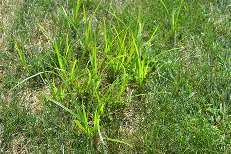 Yellow Nutsedge Is A Sedge Weed Not A Grassy Weed