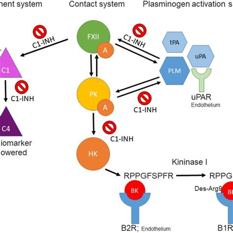 Schematic Overview Of Interactions Between The Contact Complement