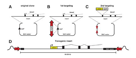 Schematic Representation Of The Bac Recombineering Steps Ab The