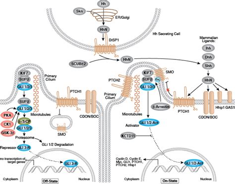 Developmental Biology Signaling Pathways Cell Signaling Technology