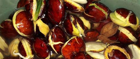 Khasiat Jengkol Untuk Diabetes Guesehat