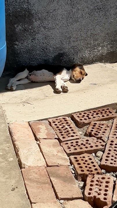 Catelul Meu Doarme Youtube