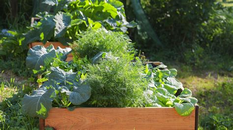 Hochbeet Bauen Und Befüllen Gartentipps Für Anfänger Inklusive