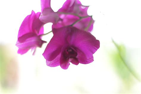 春天的兰花 兰花 蝴蝶兰 Pixabay上的免费照片 Pixabay