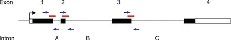 Figure S Schematic Diagram Showing The Intron Exon Structure For Human Download High