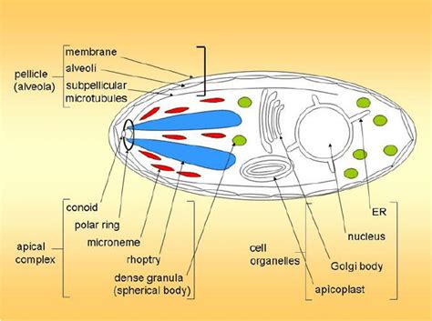 Morphology Of An Apicomplexan These Protozoa Share With Other Download Scientific Diagram