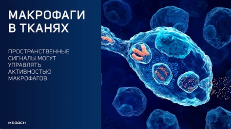 Макрофаги в тканях