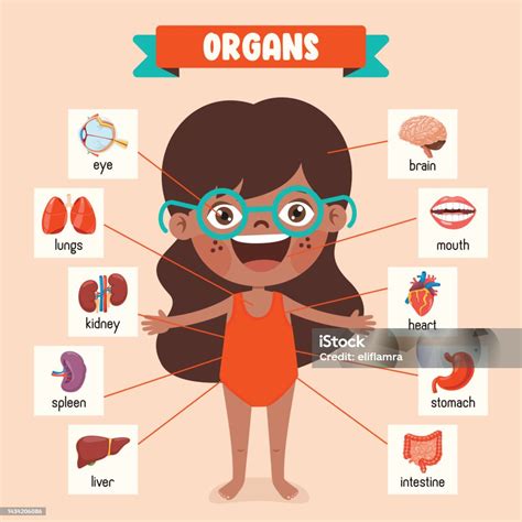 Ilustración De Dibujo De Dibujos Animados De Órganos Humanos Y Más