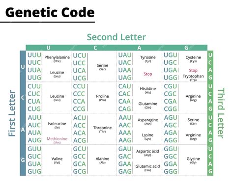 Gráfico De Codones De Arn Del Código Genético Para La Síntesis De