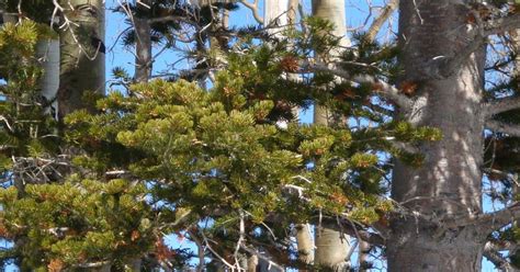 Tree Removal Cost In Macon Georgia