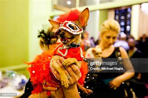 30 Phyllis Dixie Photos And High Res Pictures Getty Images