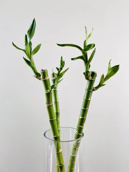 Bamboo Plant In Home According To Vastu