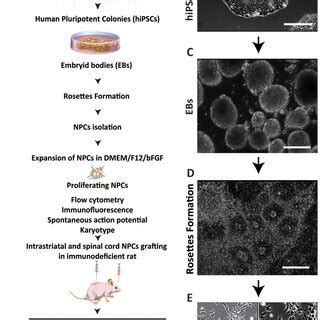 In Vitro Characterization Of Pluripotent And HiPSC Derived NPCs Download Scientific Diagram