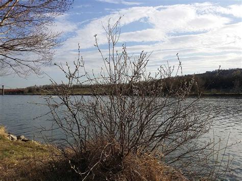 How To Identify Grey Willow