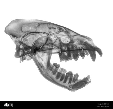 Hyena Skull Side View X Ray Of A Hyenas Skull On White Background