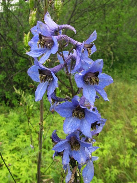 Delphinium elatum - Изображение особи - Плантариум