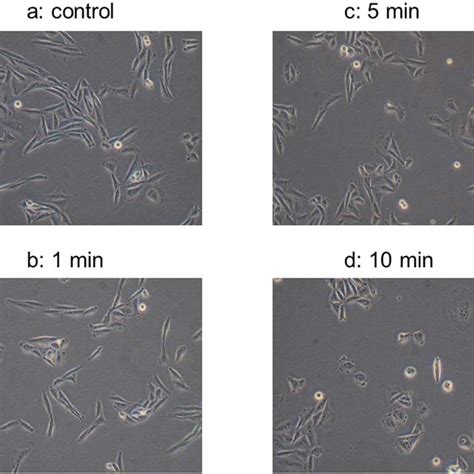 Morphological Changes In Cho K Cells In Response To Supplementation
