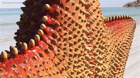 Starfish 3d Model 49 3ds Blend C4d Fbx Max Ma Lxo Obj Free3d