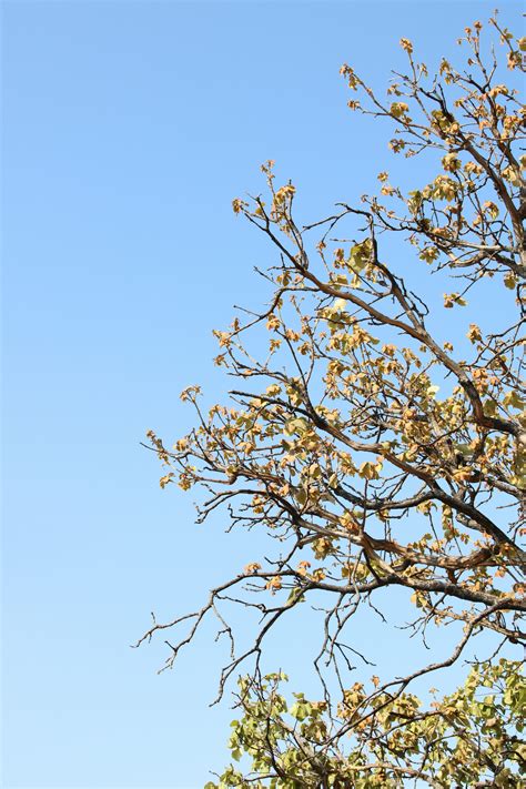 나뭇잎이 많고 배경에 푸른 하늘이 있는 나무 사진 Unsplash의 무료 꽃 이미지
