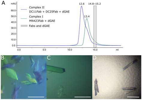 Cost Effective Protein Production In Cho Cells Following