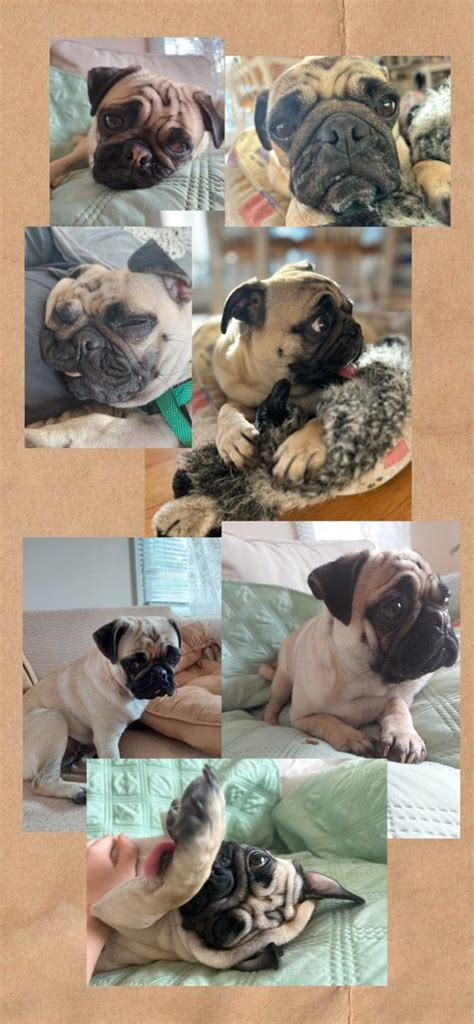 Cute Pug Wallpaper🐶🌤️ In 2024 Pug Wallpaper Cute Pugs Wallpapers