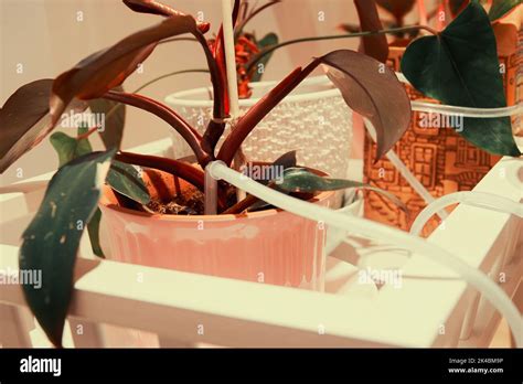 Automatic Drip Irrigation System For Indoor Plants And Flowers With