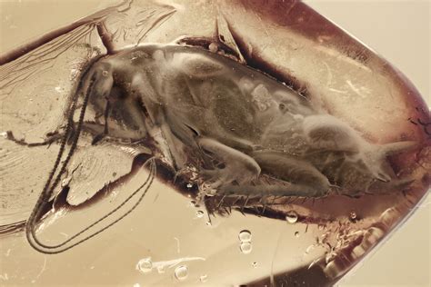 Giant Fossil Cockroach Blattodea In Baltic Amber Rare 315524 For Sale Giant Fossil Cockroach Blattodea In Baltic Amber Rare 315524 For Sale