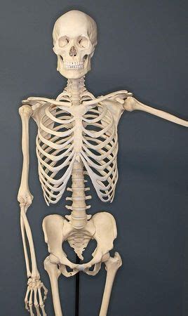Skeleton Hydrostatic Skeletons Exoskeletons Endoskeletons Video