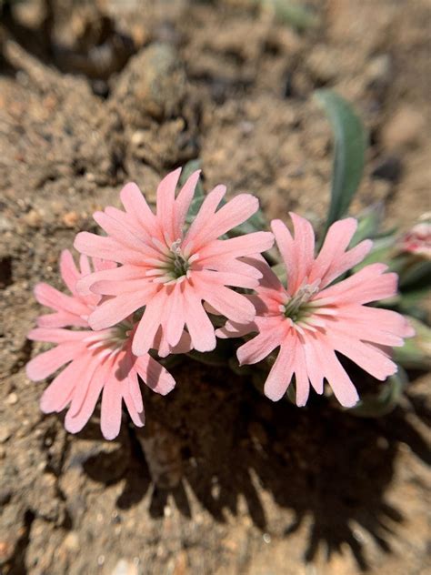 Silene Hookeri Calflora