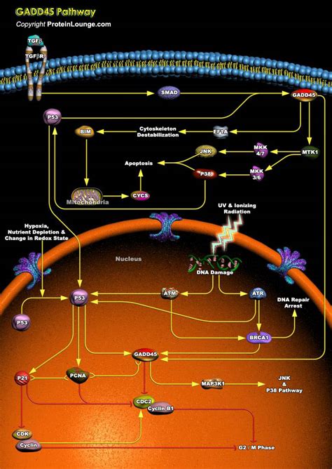 Biological Databases And Tools